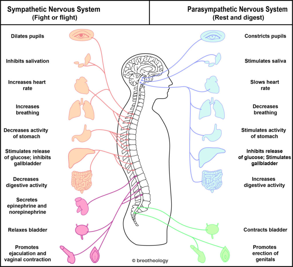 Parasympathetic Vs Sympathetic Fight Or Flight